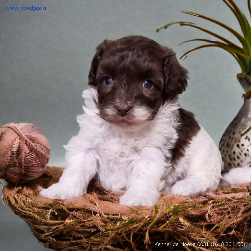 Herplaatsen van honden | Bolonka-zwetna-pup.de