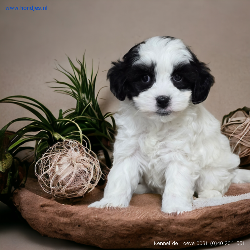 Boomer pups | Bolonka-zwetna-pup.de