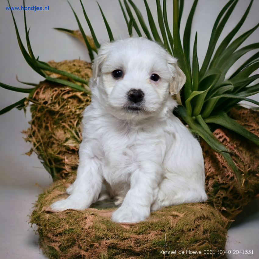 Boomer pups | Bolonka-zwetna-pup.de