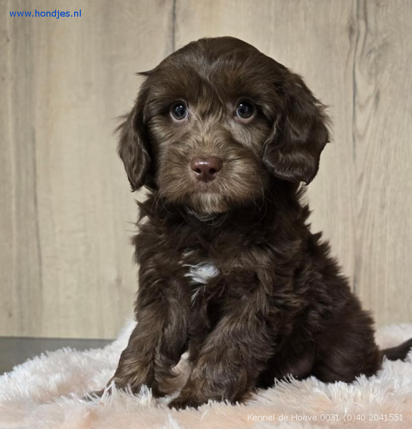 Zwinger de Hoeve. Züchter von Boomer, bolonka, bolonka Zwetna, Maltipoo ...
