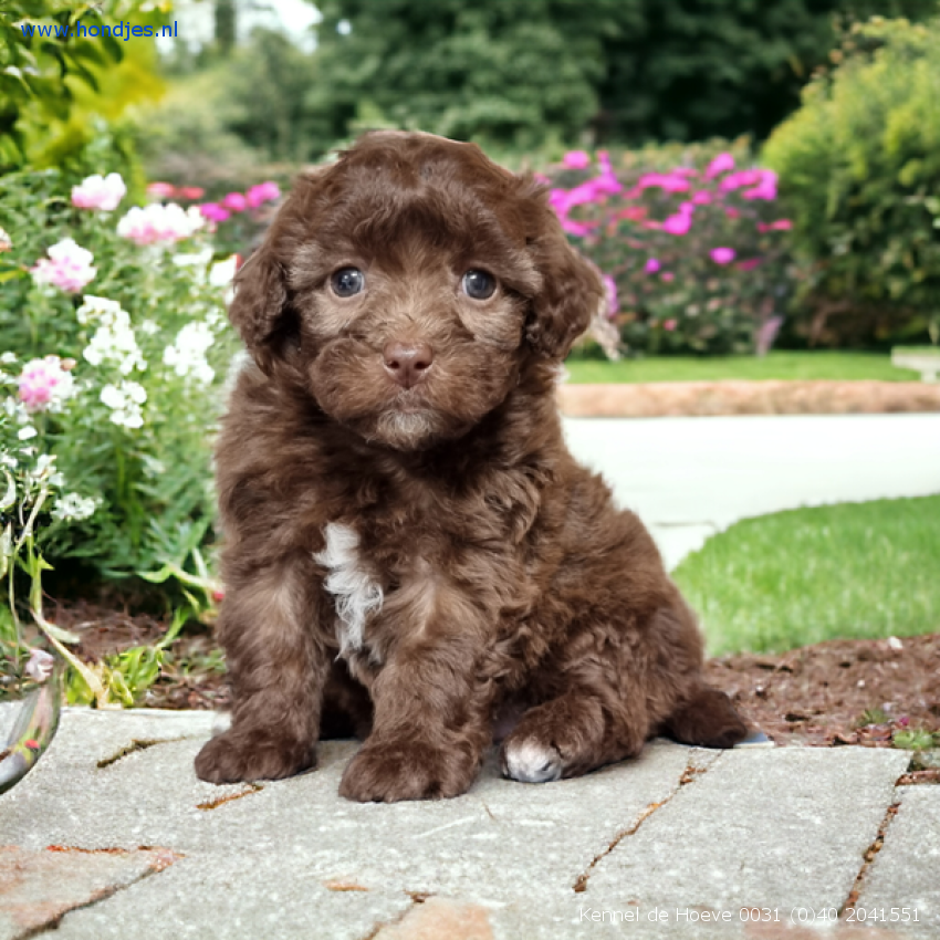Zwinger de Hoeve. Züchter von Boomer, bolonka, bolonka Zwetna, Maltipoo ...