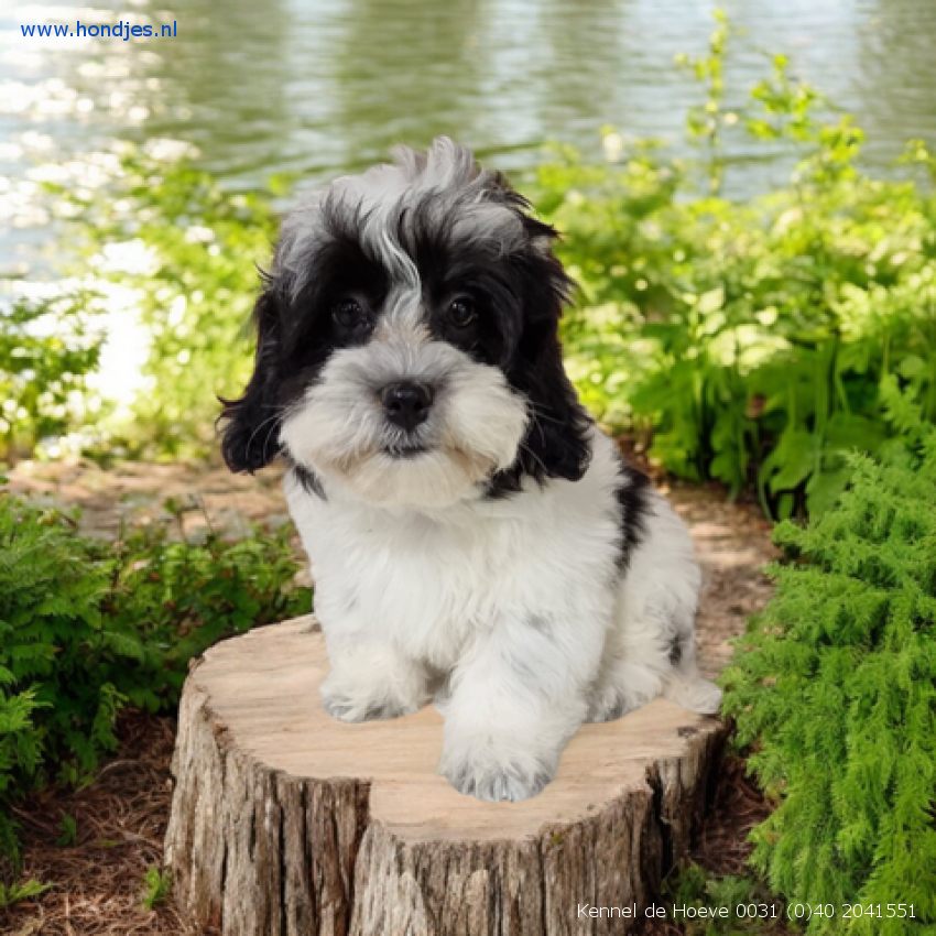 Boomer pups | Bolonka-zwetna-pup.de