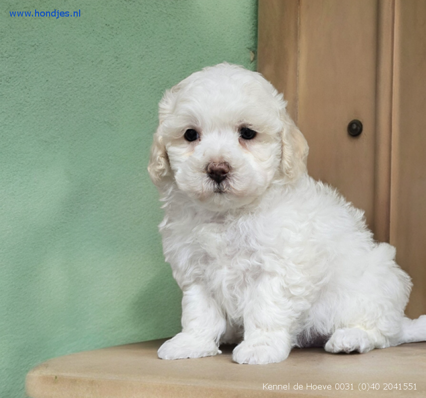 Zwinger de Hoeve. Züchter von Boomer, bolonka, bolonka Zwetna, Maltipoo ...