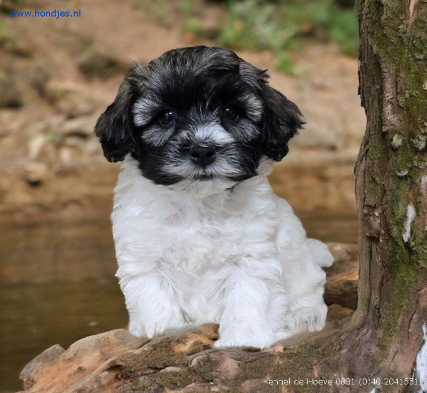 Zwinger de Hoeve. Züchter von Boomer, bolonka, bolonka Zwetna, Maltipoo ...
