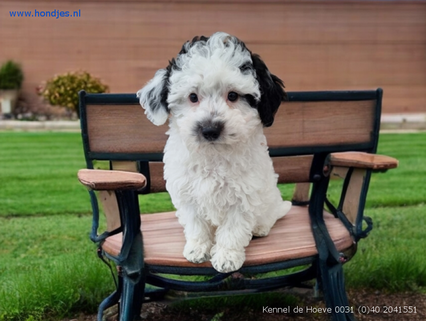 Zwinger de Hoeve. Züchter von Boomer, bolonka, bolonka Zwetna, Maltipoo ...
