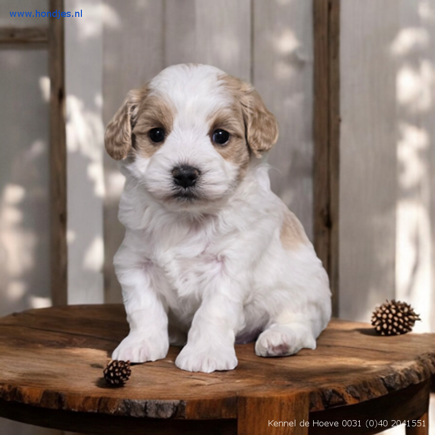 Zwinger de Hoeve. Züchter von Boomer, bolonka, bolonka Zwetna, Maltipoo ...