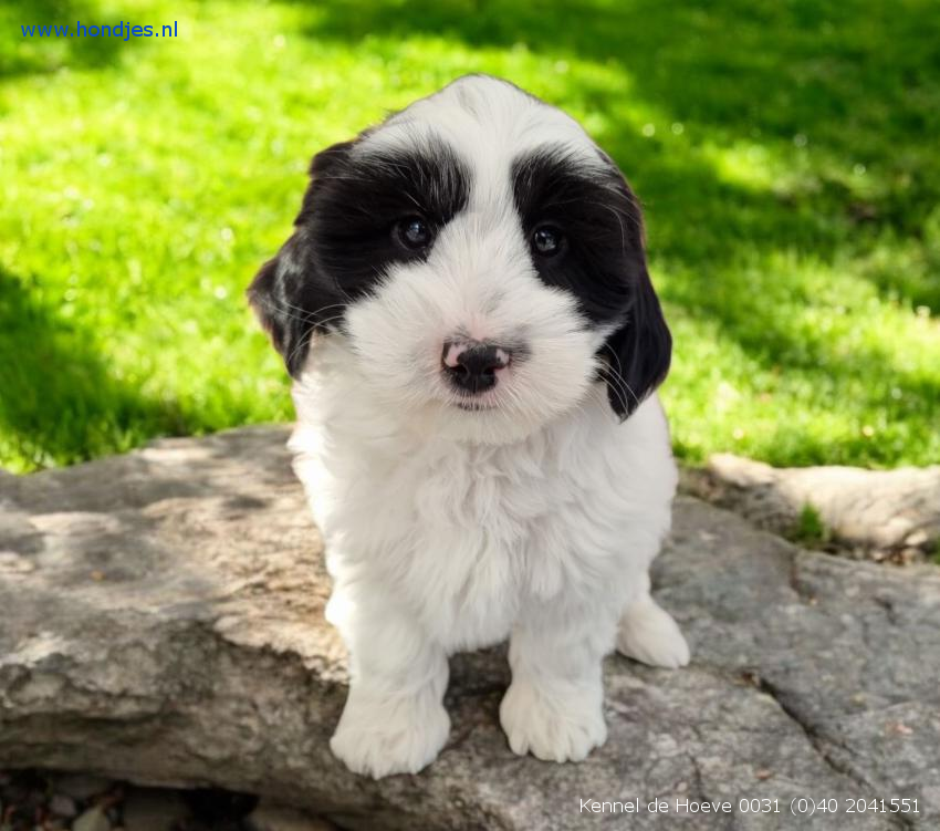 Zwinger de Hoeve. Züchter von Boomer, bolonka, bolonka Zwetna, Maltipoo ...